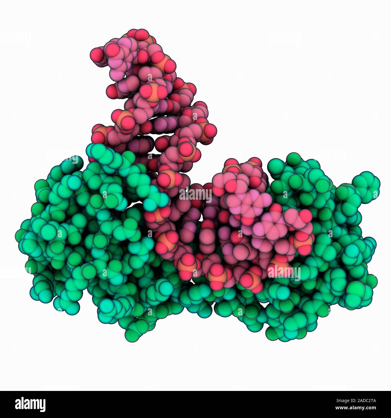 TATA-binding protein (TBP) complexed with TATA-Box. Computer model ...