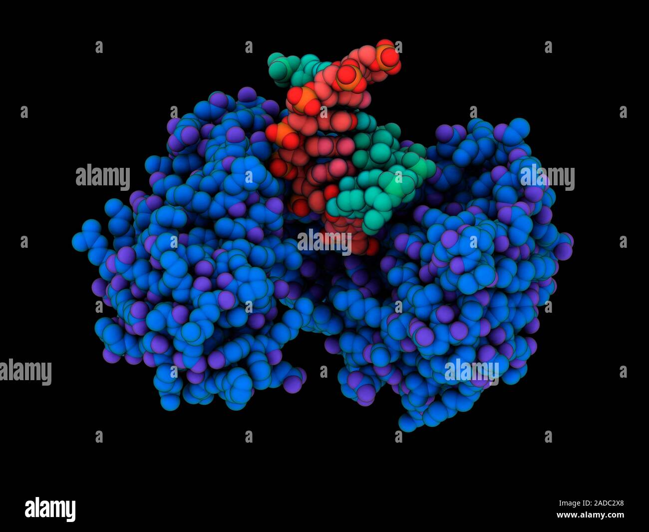 Human DNA polymerase complexed with DNA (deoxyribonucleic acid ...