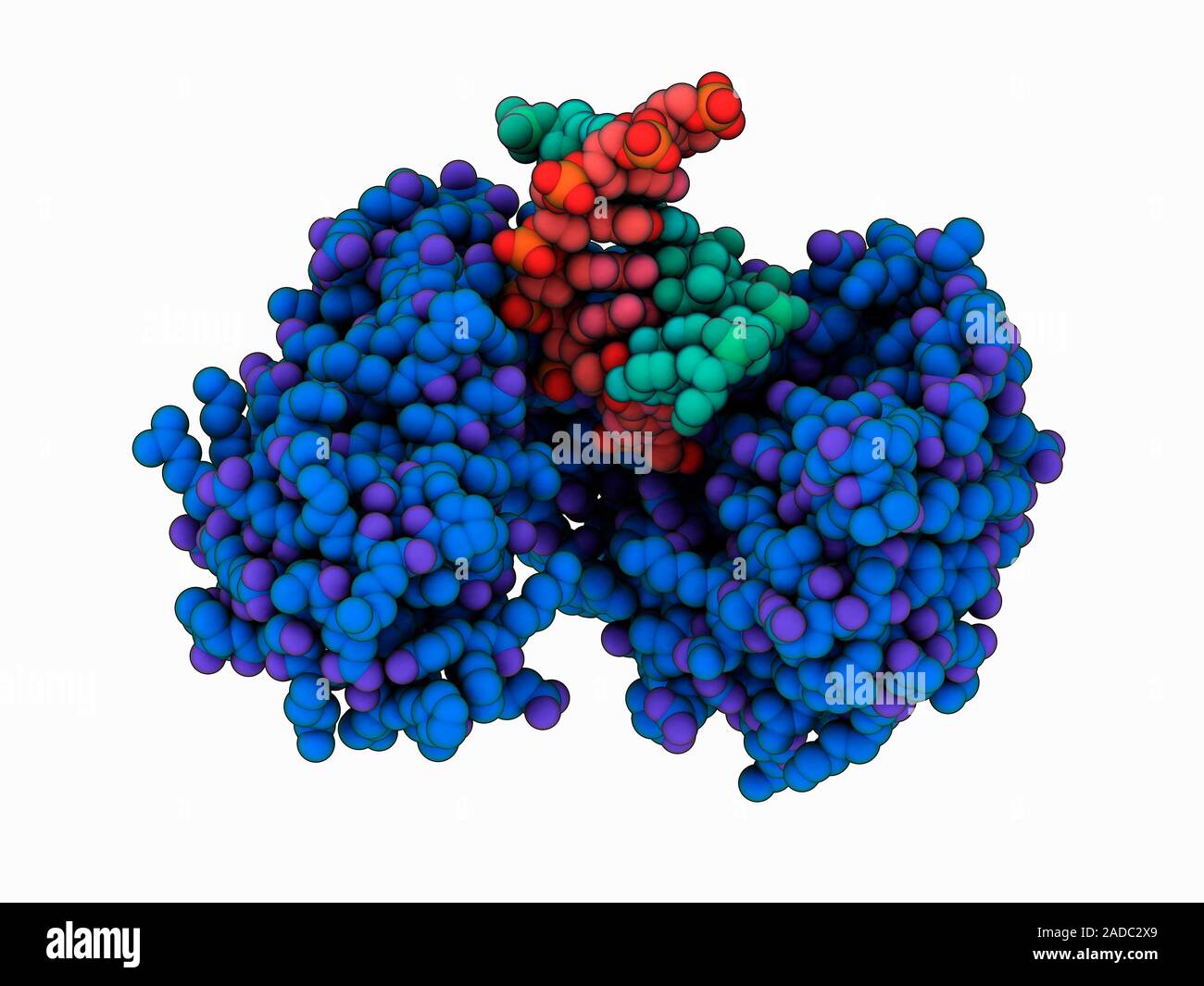Human DNA polymerase complexed with DNA (deoxyribonucleic acid). Computer showing the structure ...