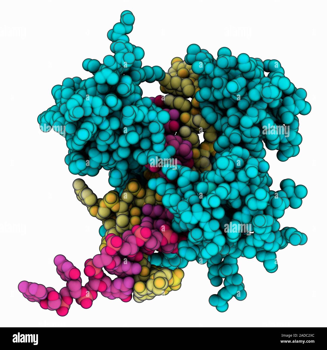 Adenosine Deaminase Structure