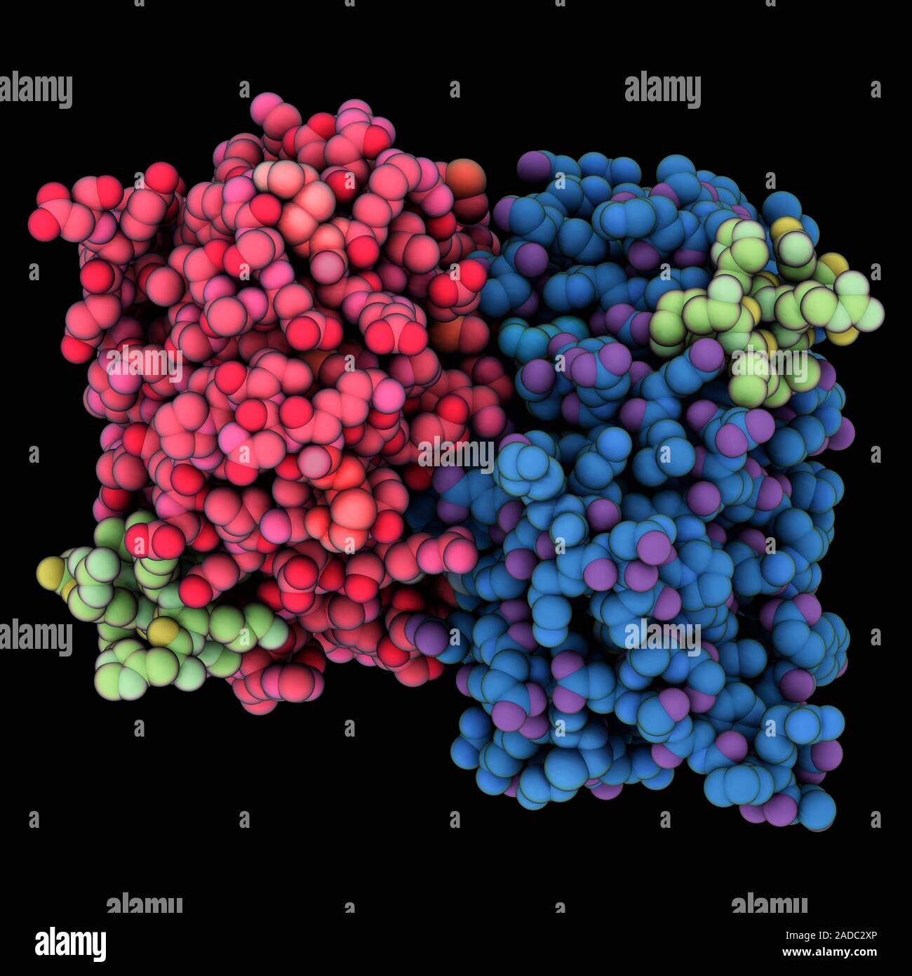 Human oestrogen receptor complexed with nuclear receptor coactivator 2 ...