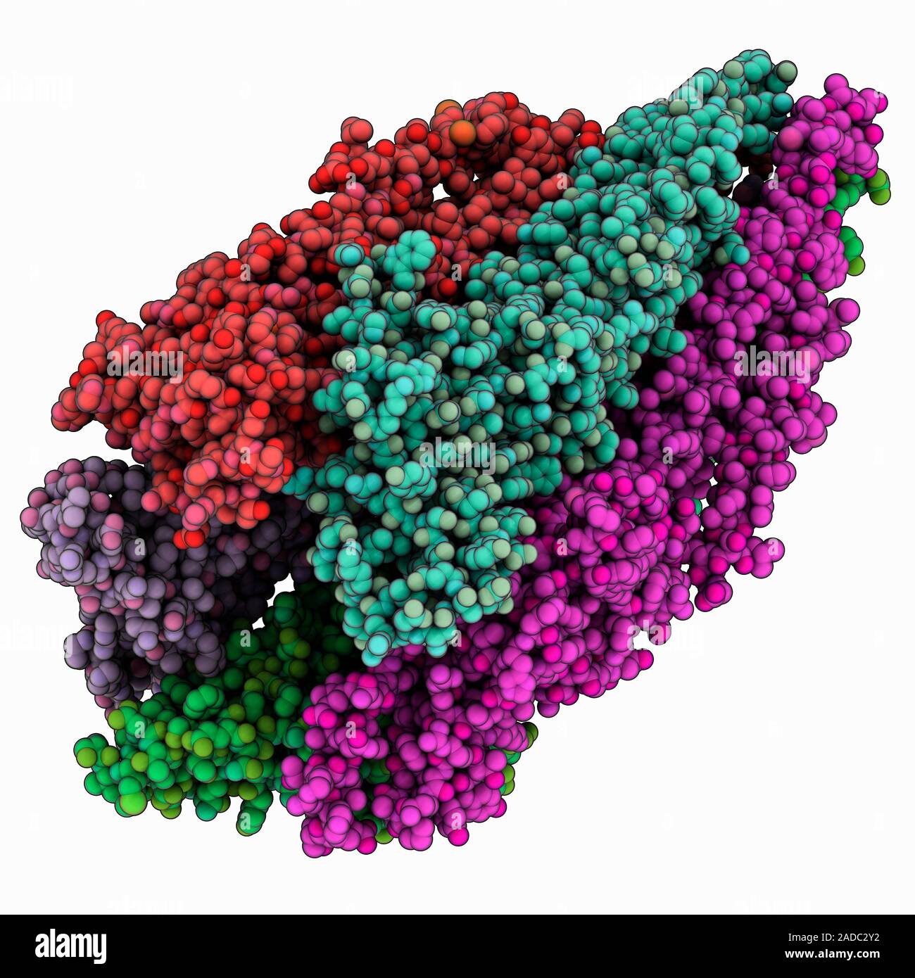 Nicotinic acetylcholine receptor. Computer model showing the structure ...