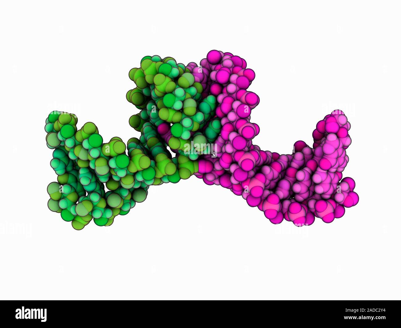 Rna Ribonucleic Acid Loop Loop Complex Computer Model Showing The