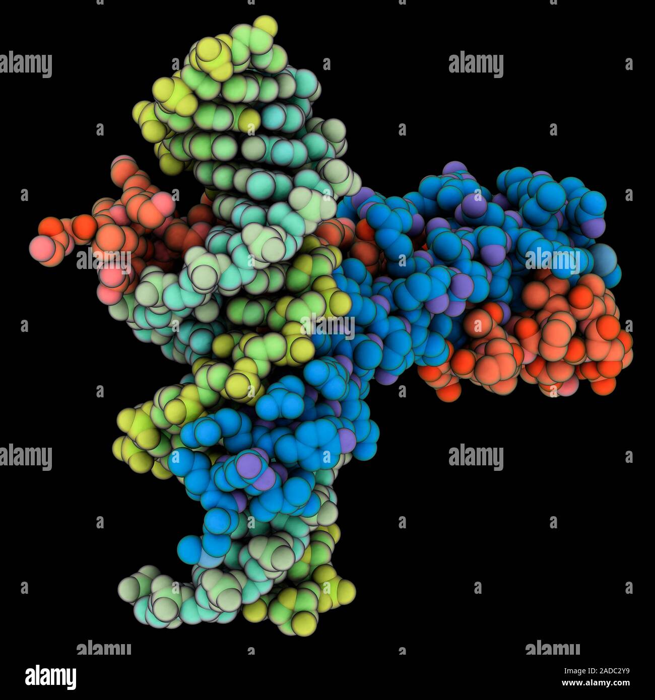 Epstein-Barr virus transcription factor ZEBRA complexed with DNA ...