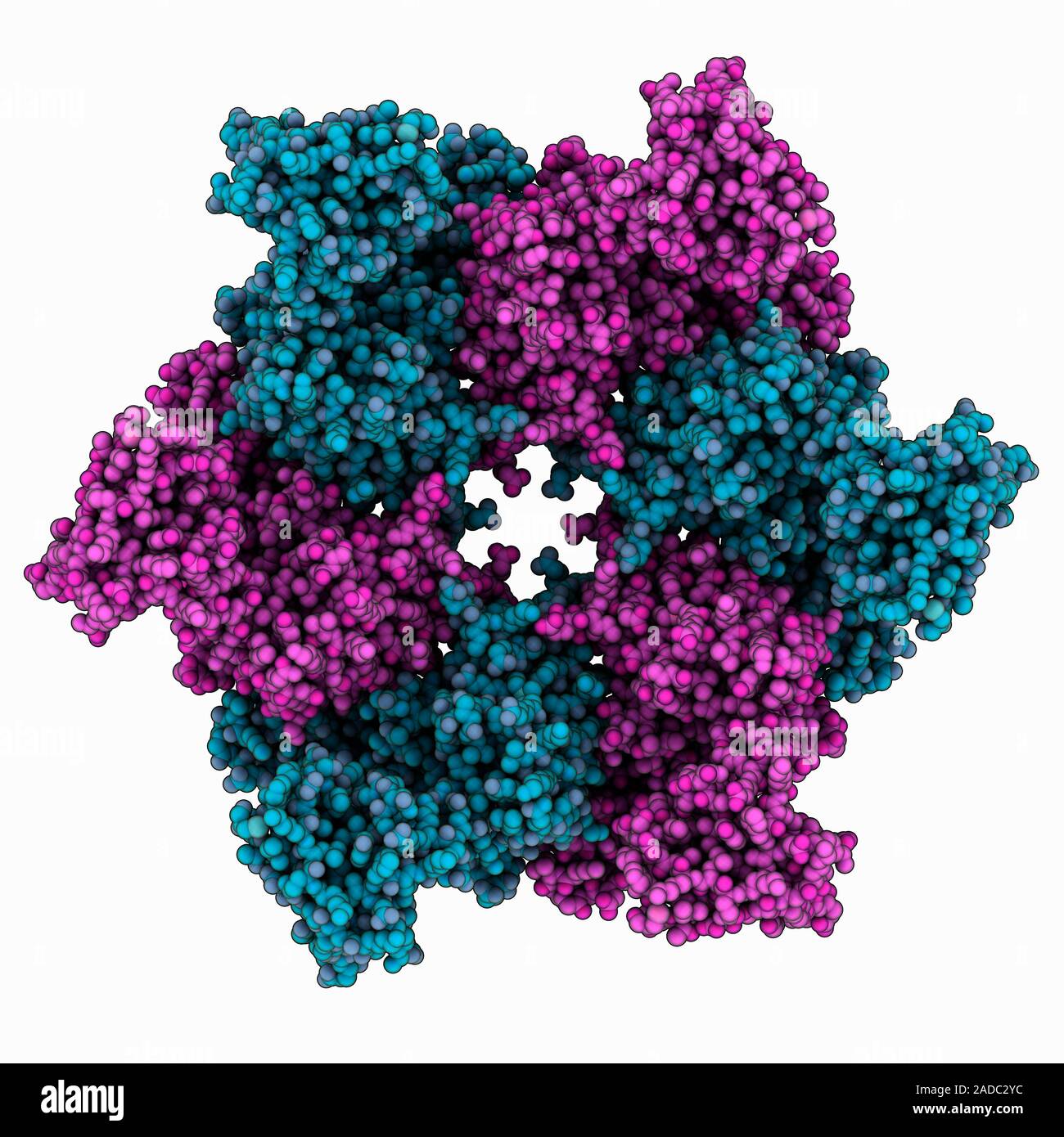 Human RuvB-like helicase RuvBL1. Computer model showing the hexameric ...
