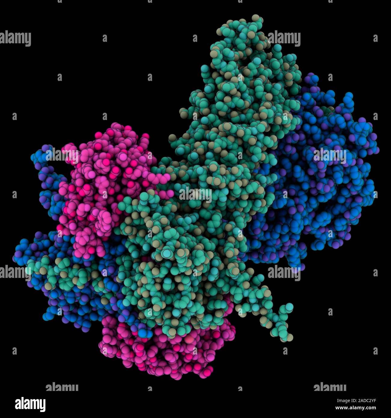 Hsp90 chaperone complex. Computer model showing the structure of the ...