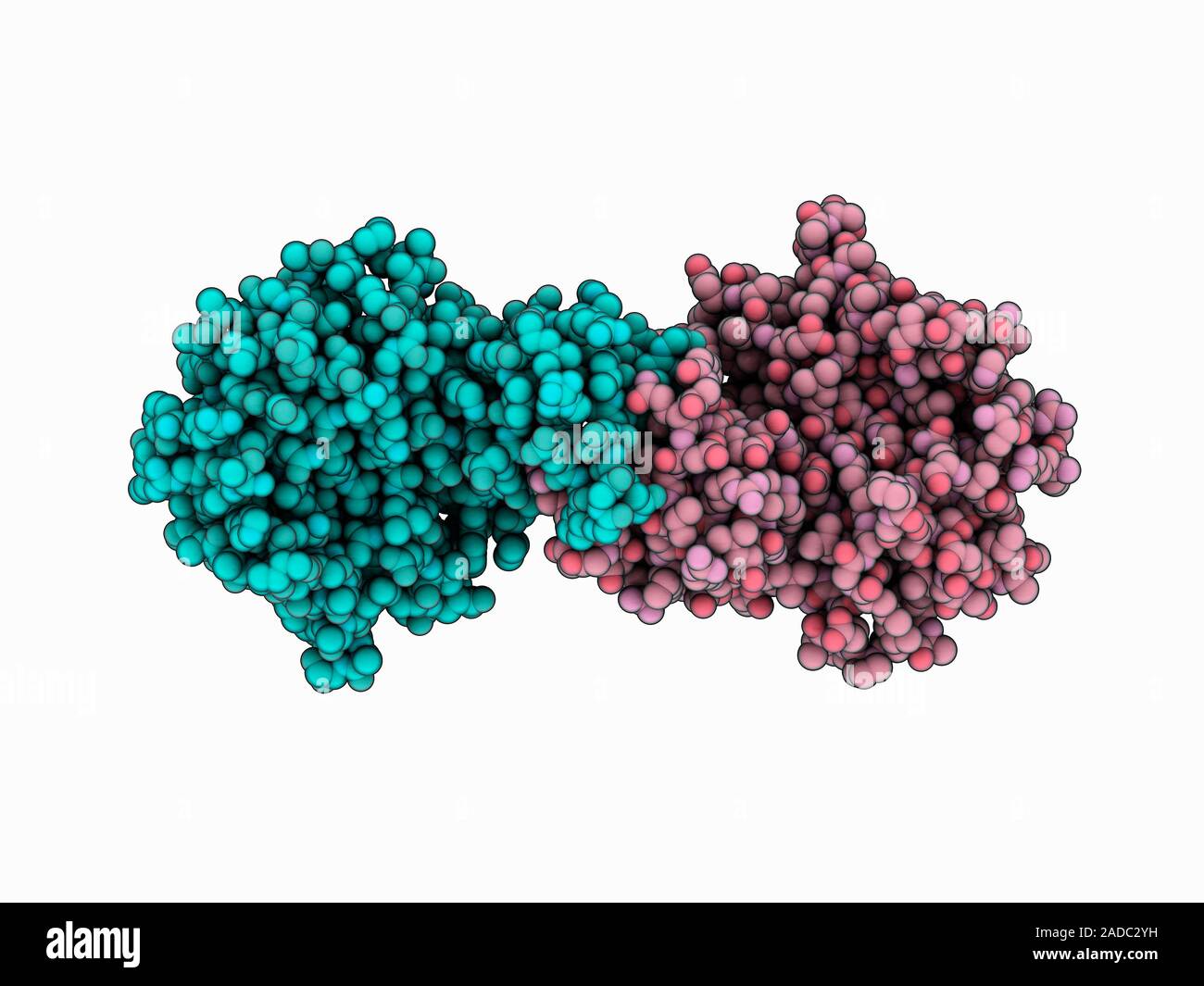 Biotin ligase molecule. Computer model showing the dimeric structure of ...