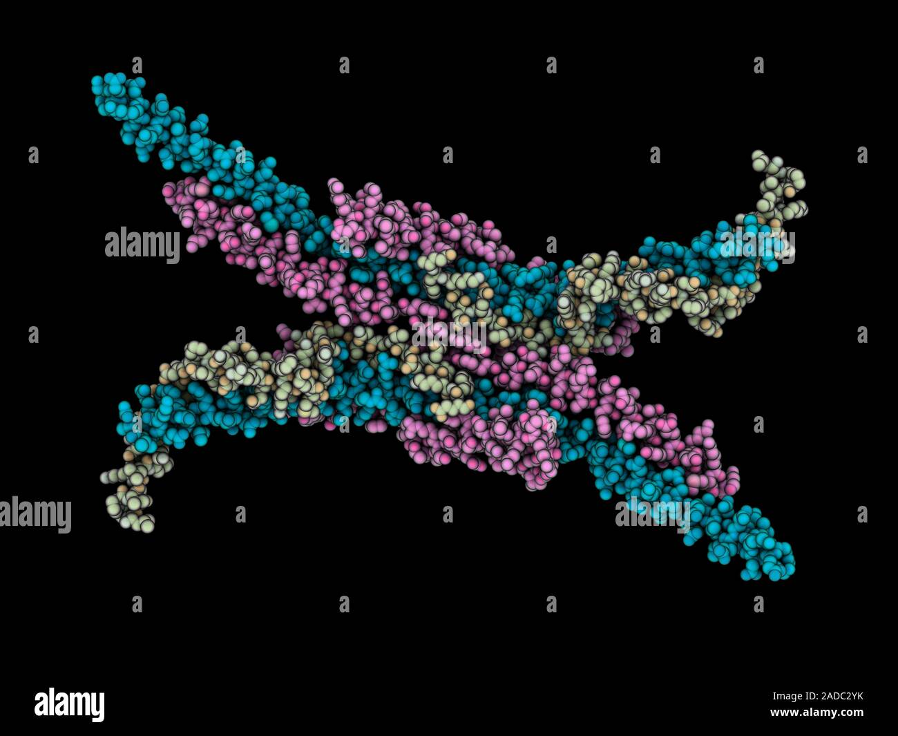 Mitochondrial Atp Synthase Stator Computer Model Showing The Structure