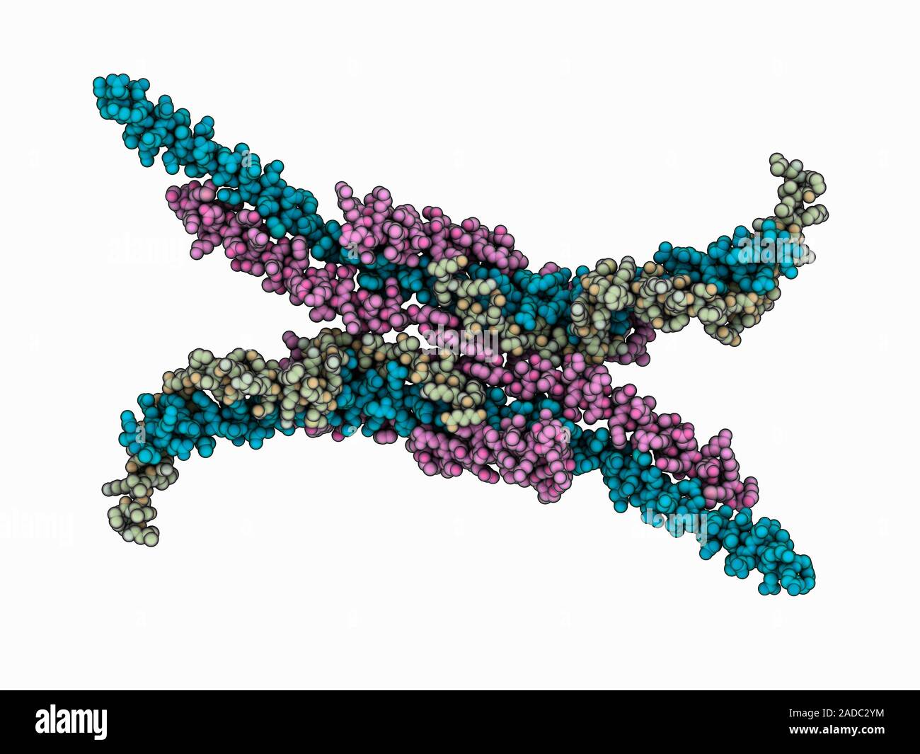 Mitochondrial ATP synthase stator. Computer model showing the structure ...