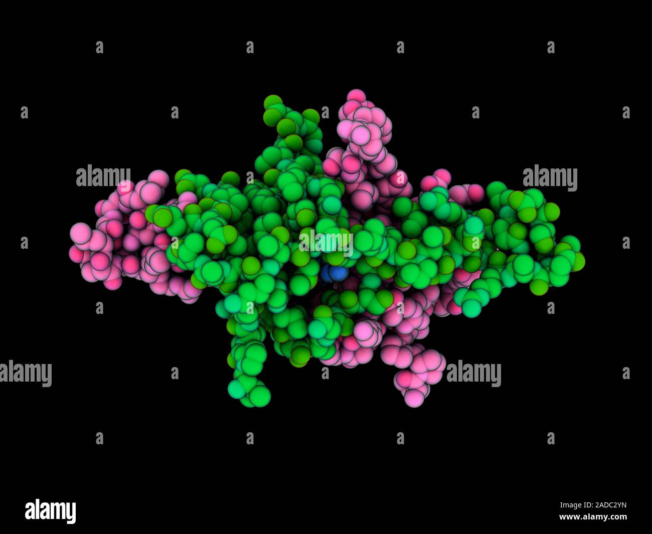 SARS coronavirus ORF-9b protein. Computer model showing the dimeric ...