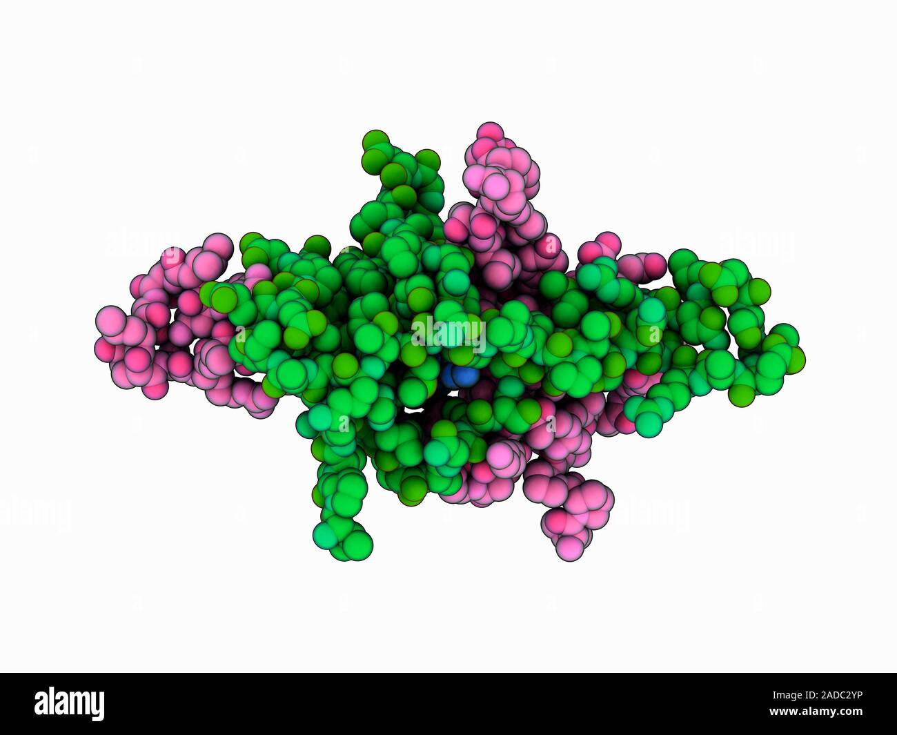 SARS coronavirus ORF-9b protein. Computer model showing the dimeric ...