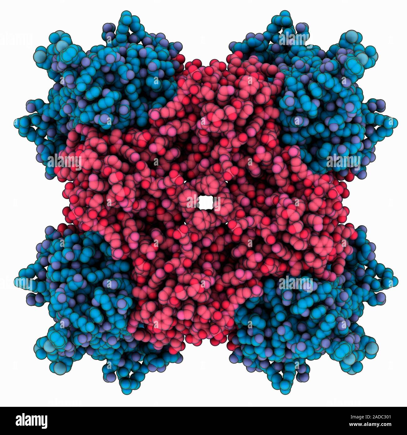 Human dynamin PH (pleckstrin homology) domain. Computer model showing ...