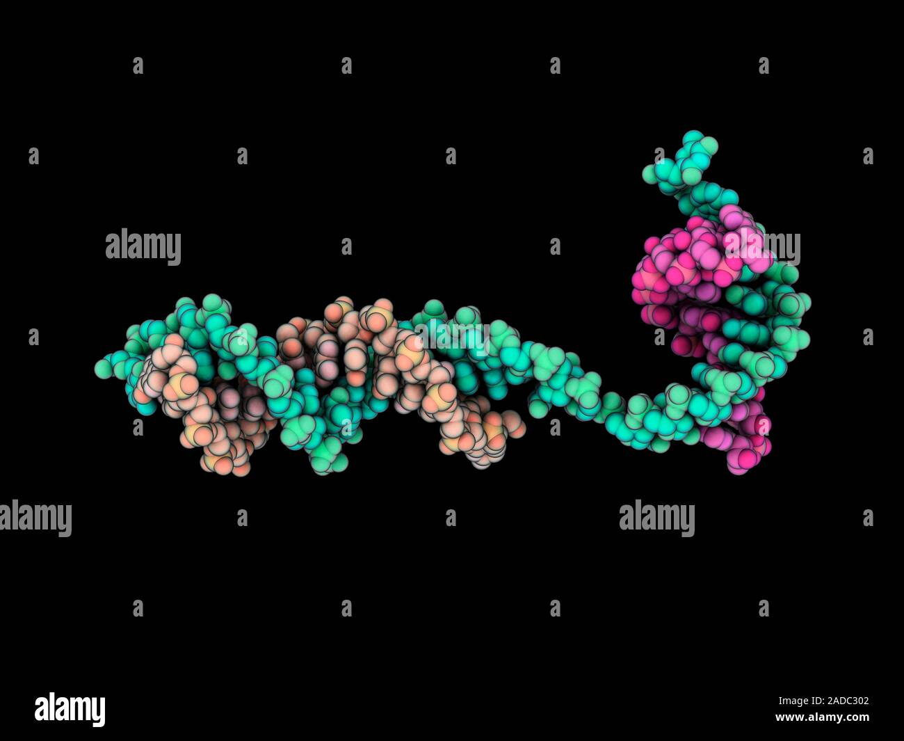 DNA-directed RNA (ribonucleic acid) polymerase II effects on nucleic ...