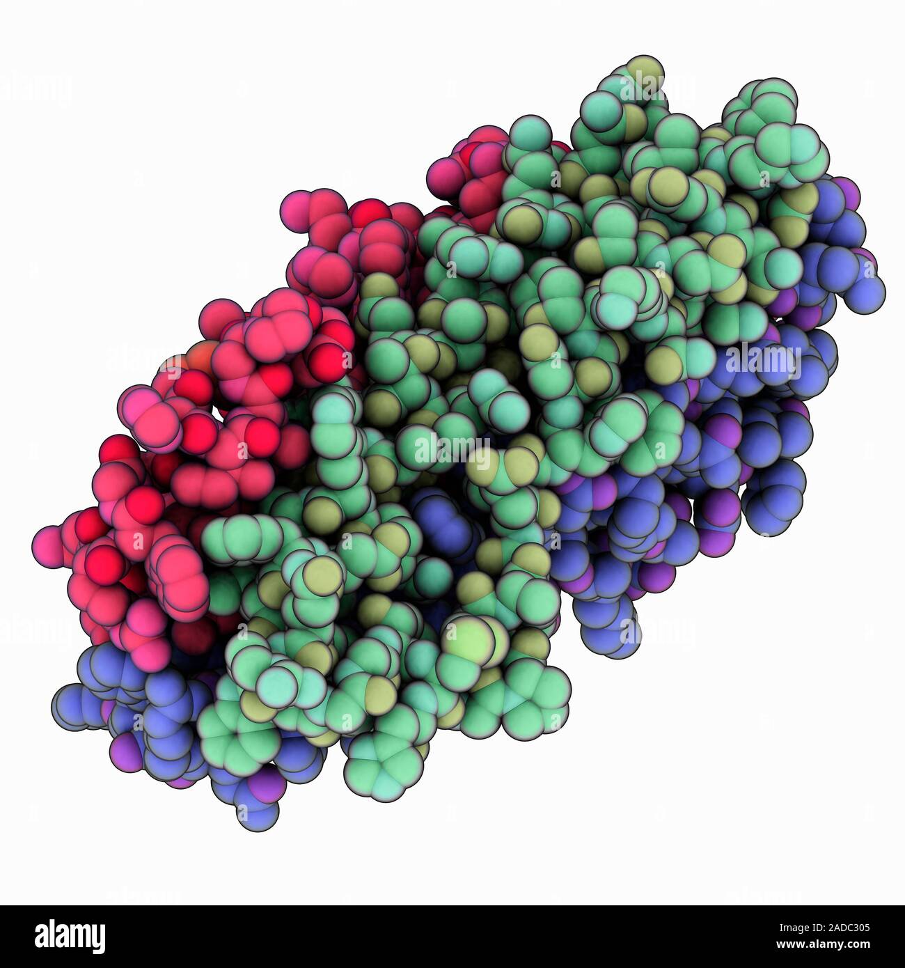 Ebola virus glycoprotein GP2 core structure. Computer model showing the ...