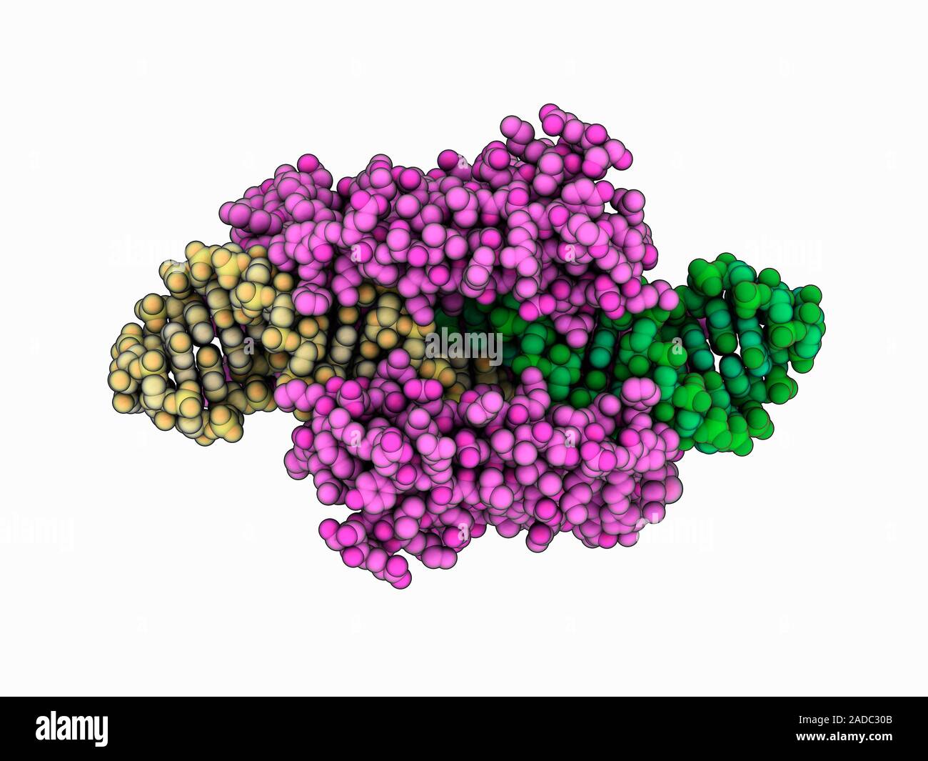 Ribonuclease III complexed with double-stranded RNA (ribonucleic acid ...