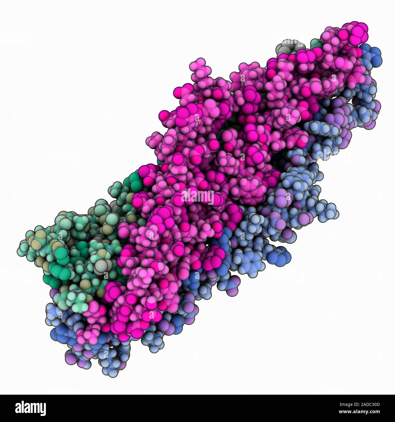 Simian immunodeficiency virus (SIV) glycoprotein GP41 ectodomain ...
