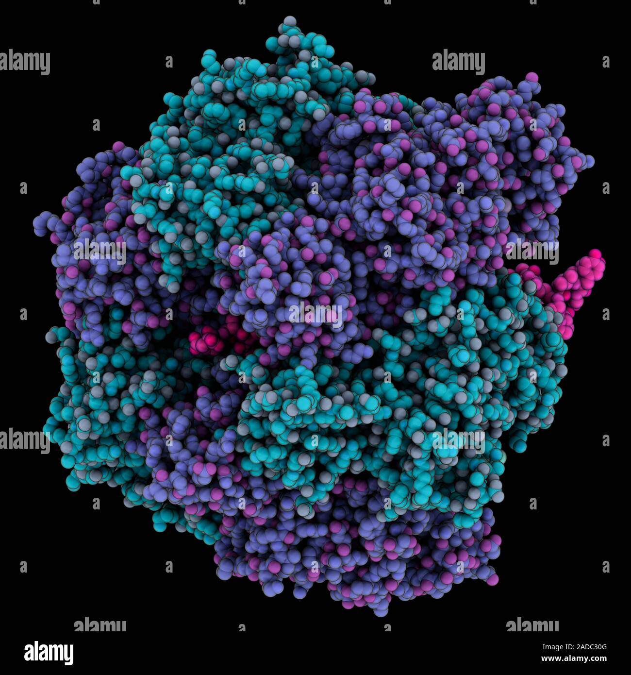 Mitochondrial ATP synthase. Computer model showing the structure of ...