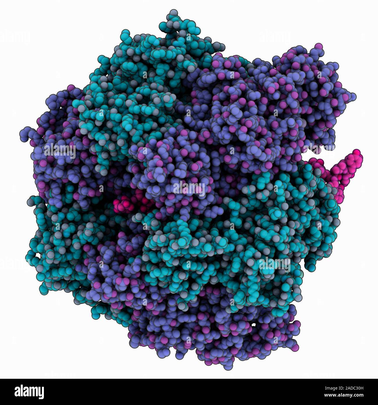 Mitochondrial ATP synthase. Computer model showing the structure of ...