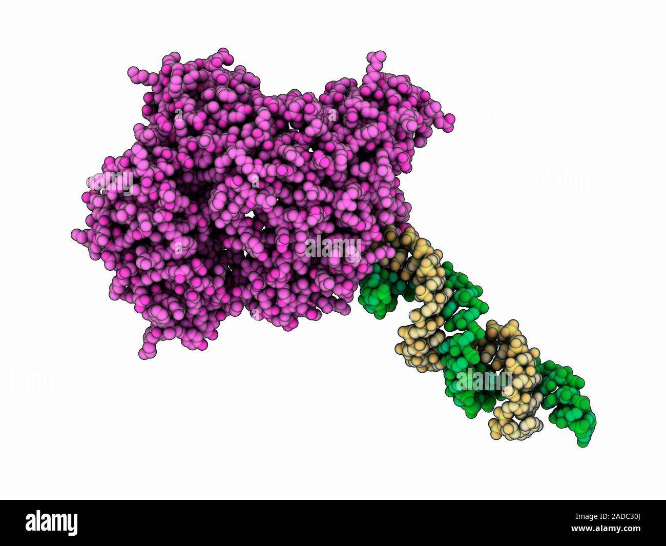 Argonaute protein complexed with RNA (ribonucleic acid). Computer model ...