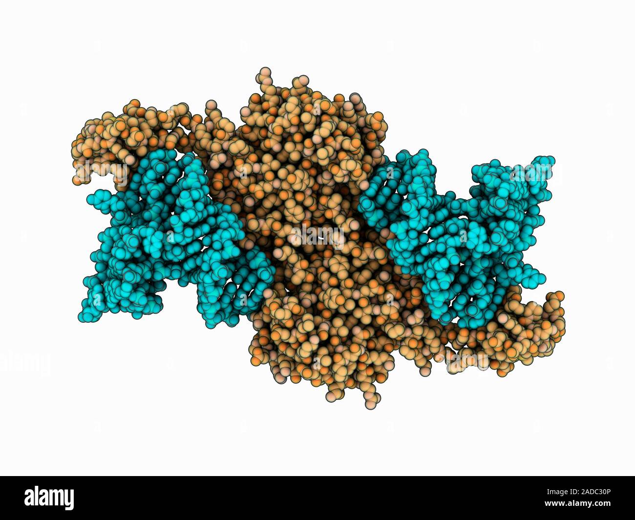 Ribonuclease Rnase Z complexed with transfer RNA (ribonucleic acid ...