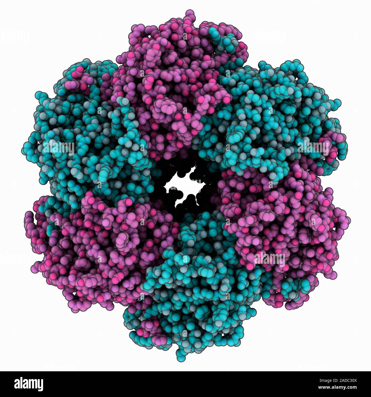 Circadian clock protein kinase KaiC. Computer model showing the hexameric structure of the ...