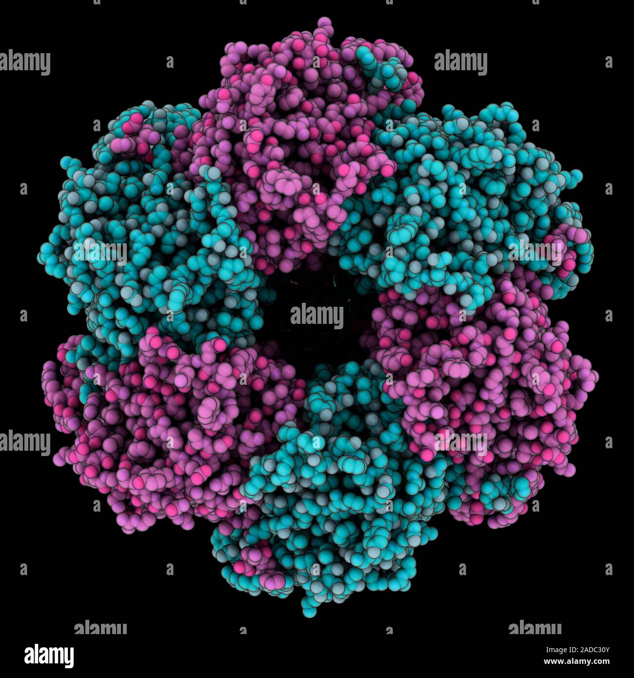 Circadian clock protein kinase KaiC. Computer model showing the ...