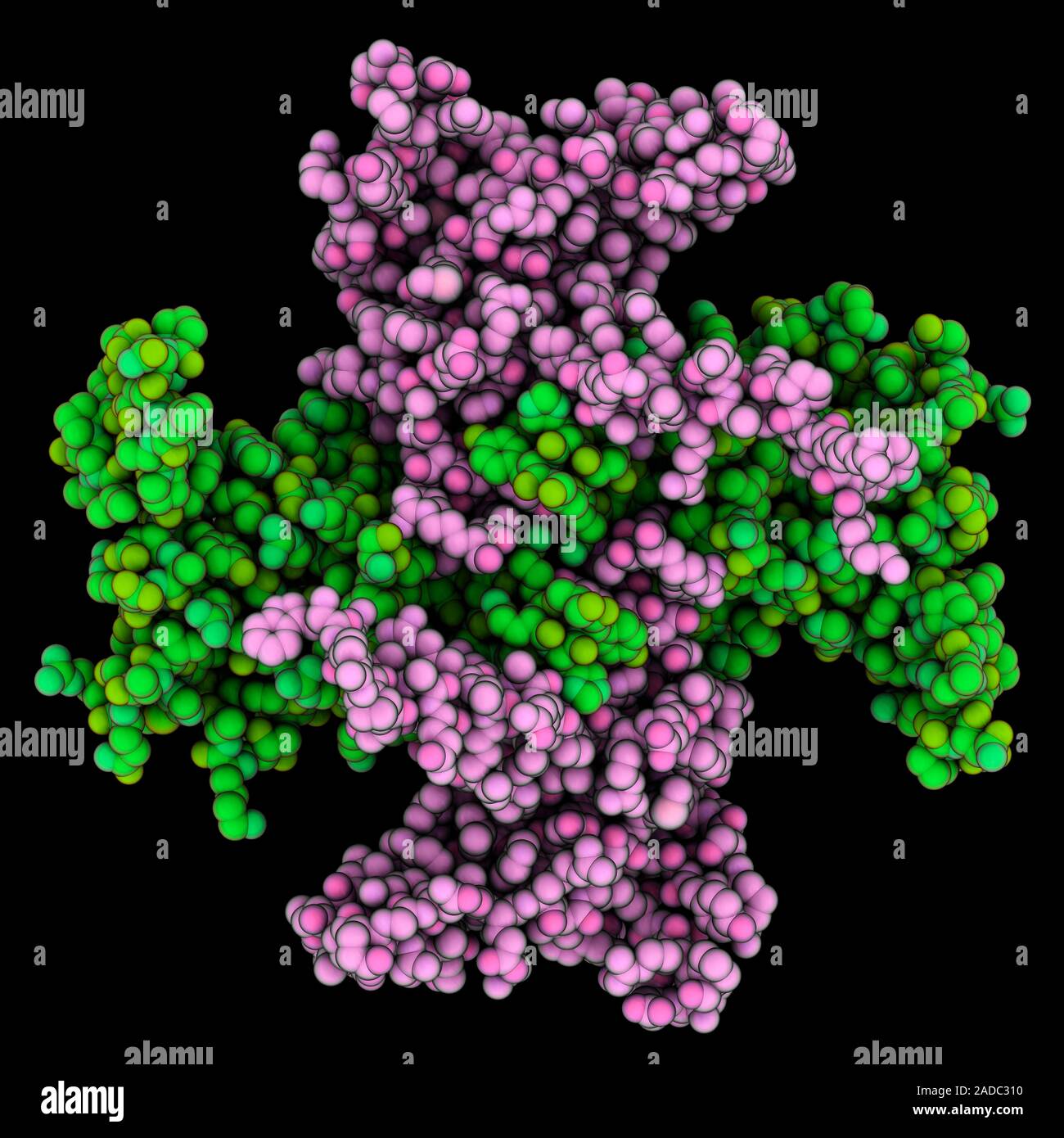 Mitochondrial RNA-binding proteins 1 and 2. Computer model showing the ...