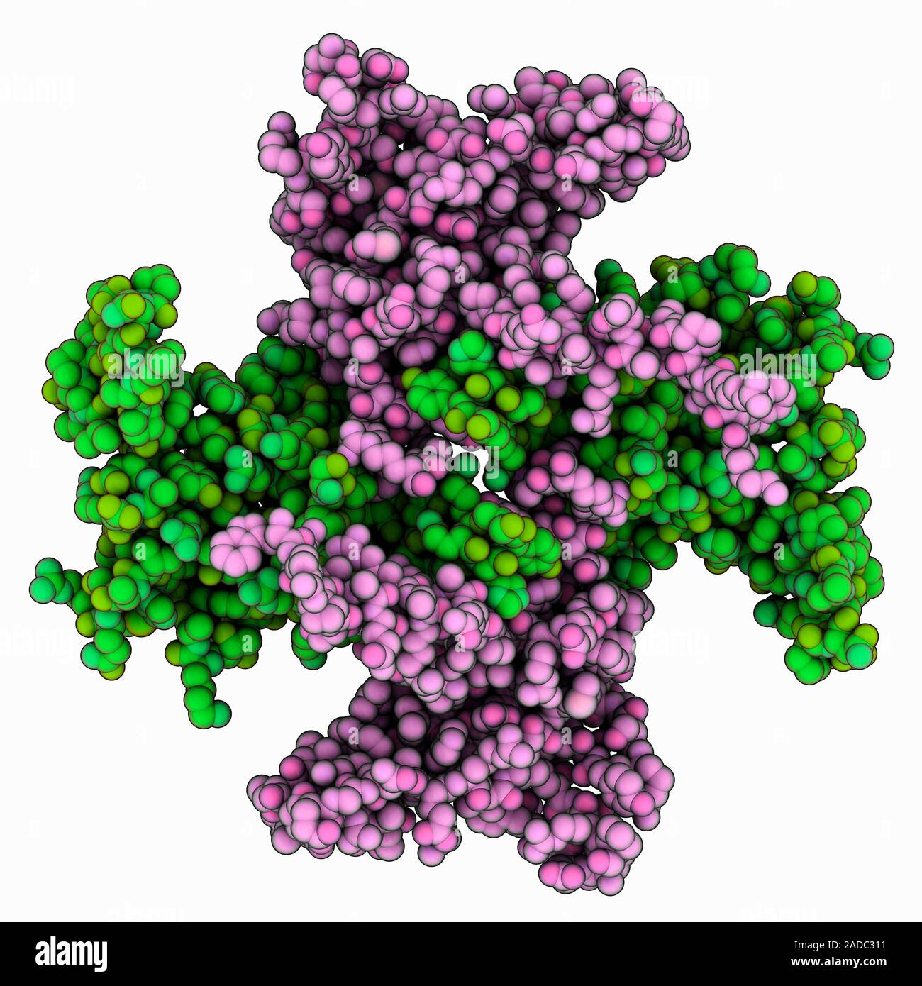 Mitochondrial RNA-binding proteins 1 and 2. Computer model showing the ...