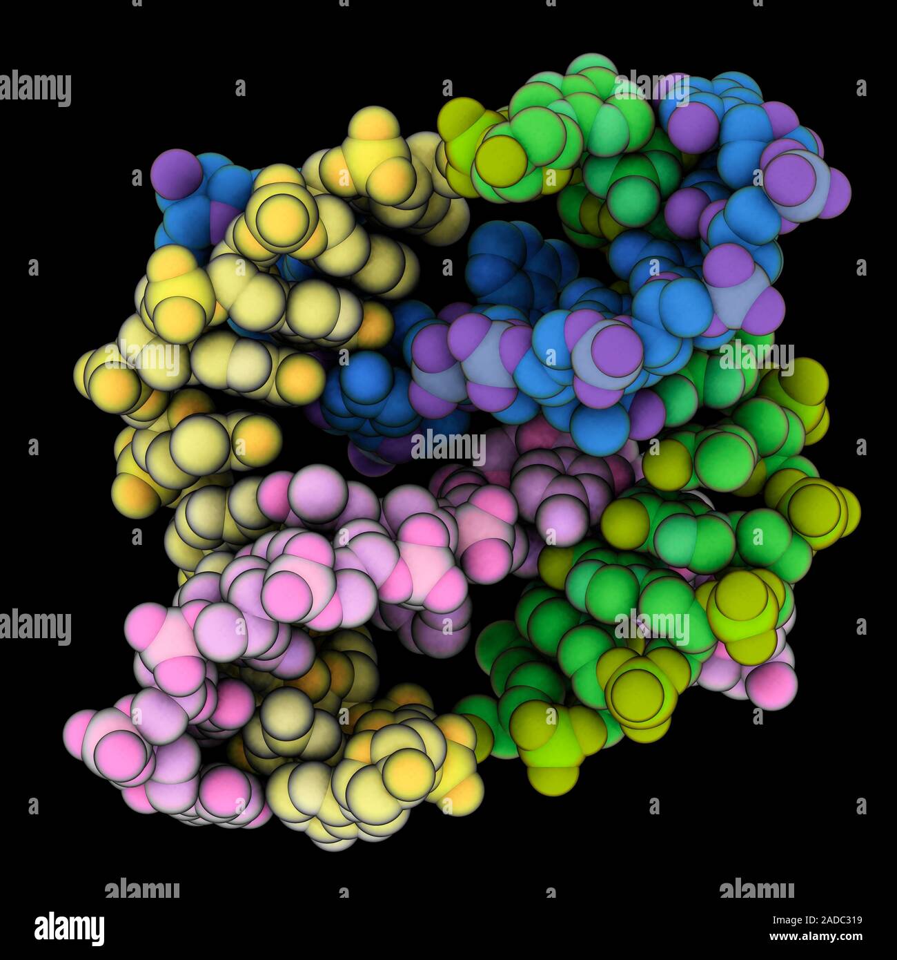 DNA (deoxyribonucleic acid) Holliday junction. Computer model showing ...