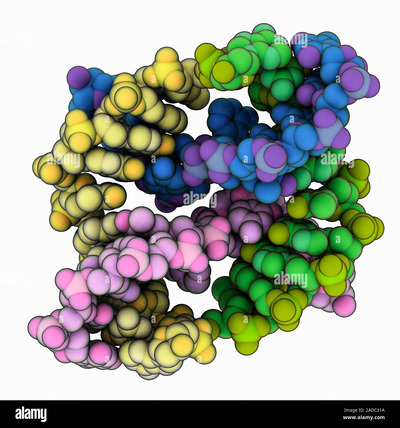 DNA (deoxyribonucleic acid) Holliday junction. Computer model showing ...