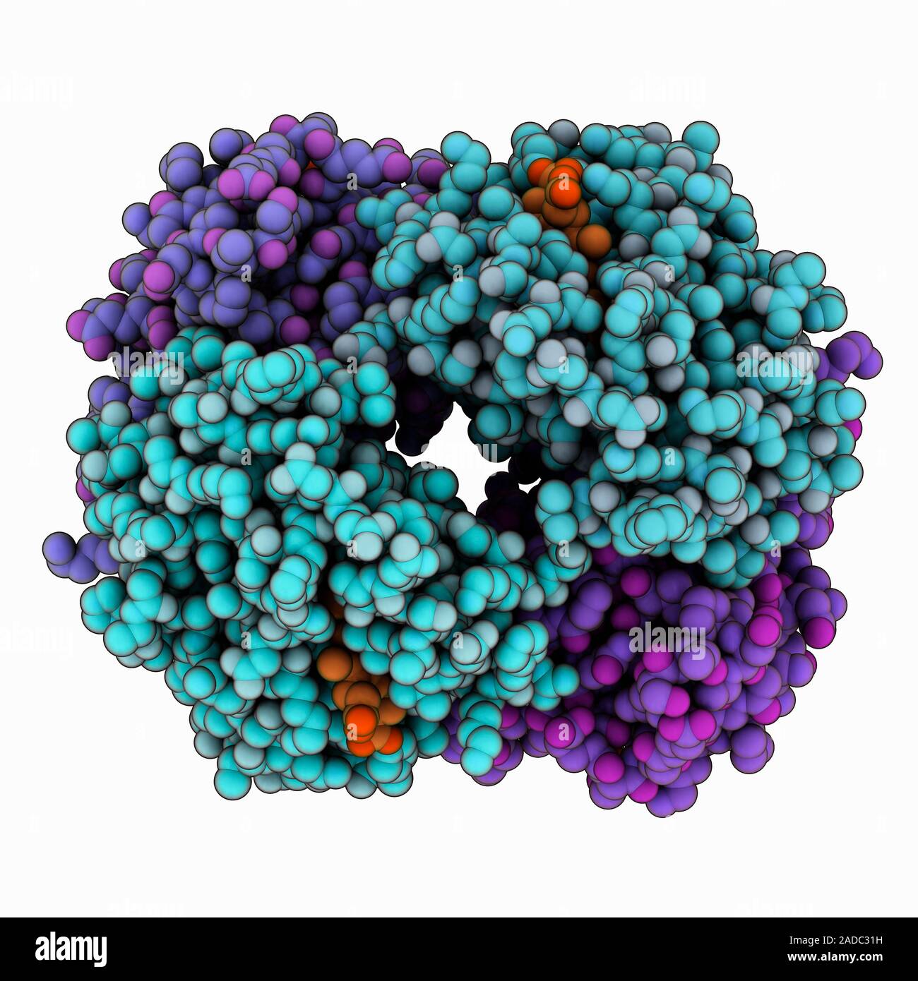 Human deoxyhaemoglobin S molecule. Computer model showing the structure ...