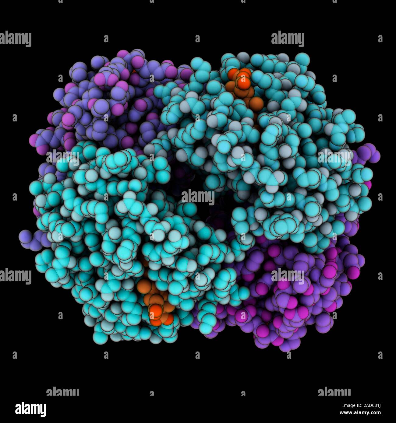 Human deoxyhaemoglobin S molecule. Computer model showing the structure ...