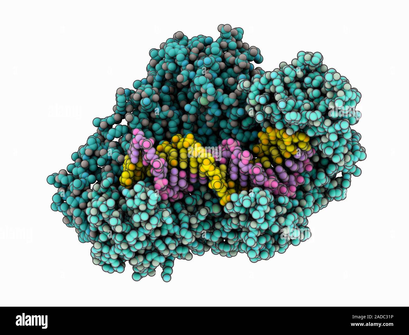 HIV-1 (human immunodeficiency virus-1) reverse transcriptase complexed ...