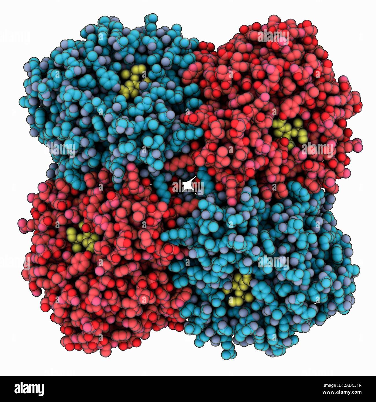 H5N1 avian influenza neuraminidase complex. Computer model showing the ...