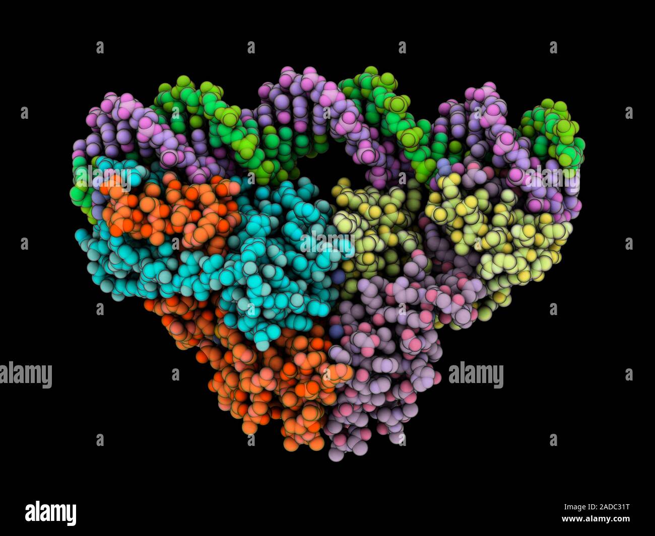 Nickel-responsive regulator complexed with DNA (deoxyribonucleic acid ...