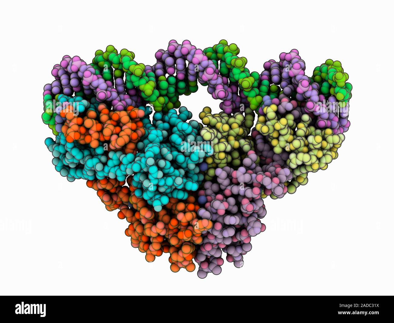 Nickel-responsive regulator complexed with DNA (deoxyribonucleic acid ...