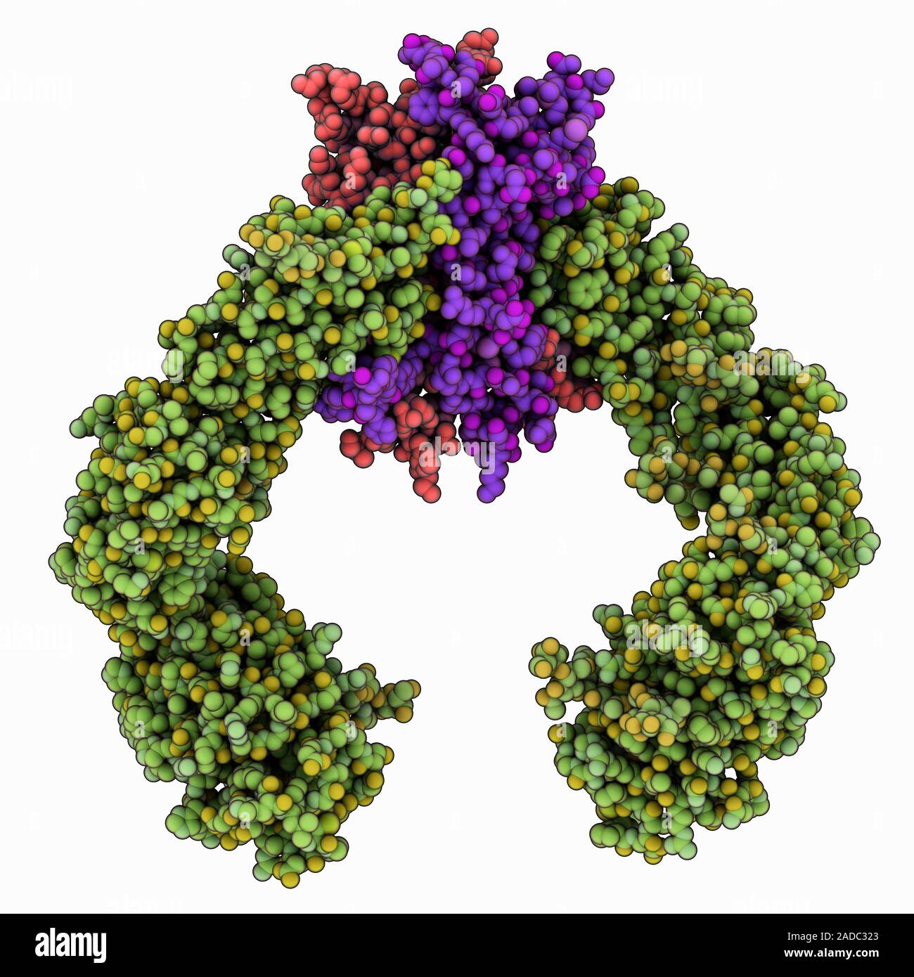 Human high affinity nerve growth factor receptor (TrkA, Tropomyosin ...