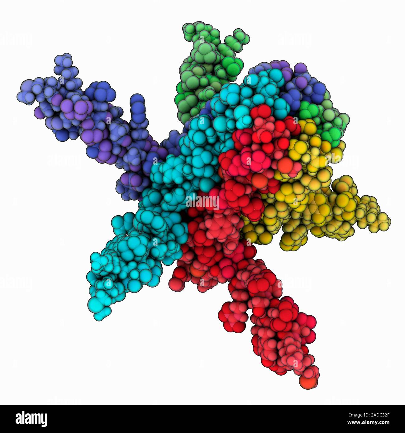 Phospholamban Molecule Computer Model Showing The Pentameric Structure Of The Membrane Protein