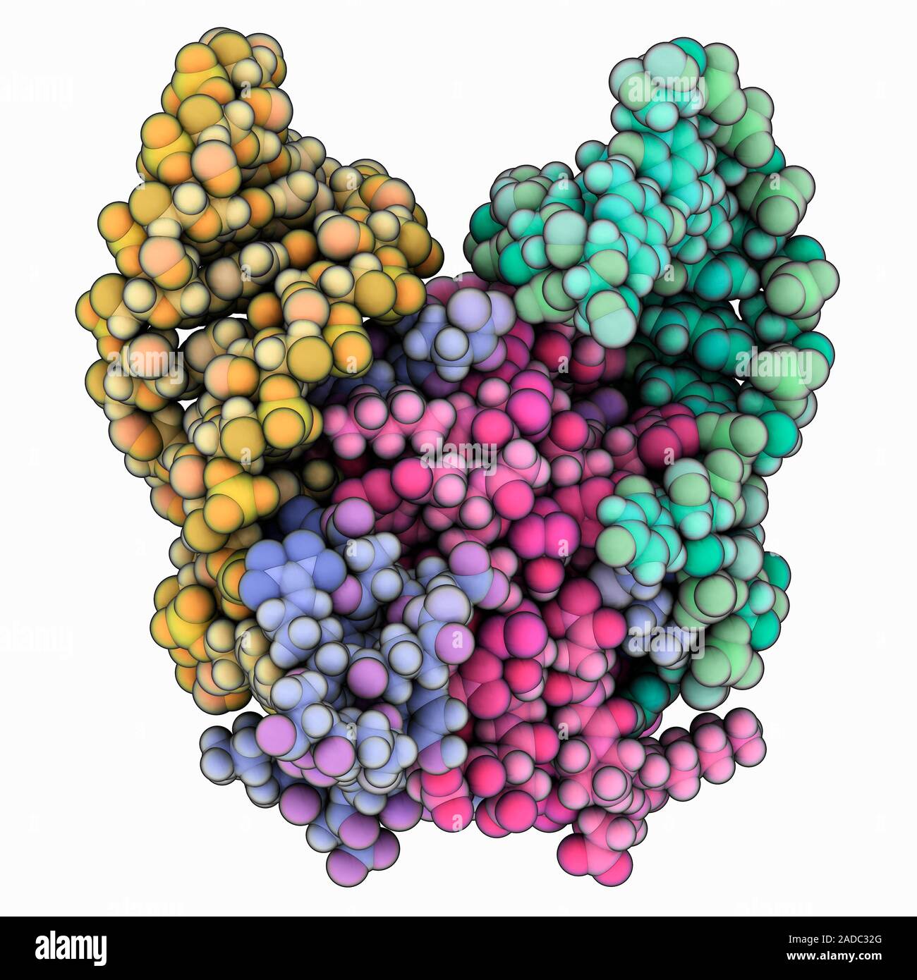 Repressing clamp complexed with mRNA (messenger ribonucleic acid ...