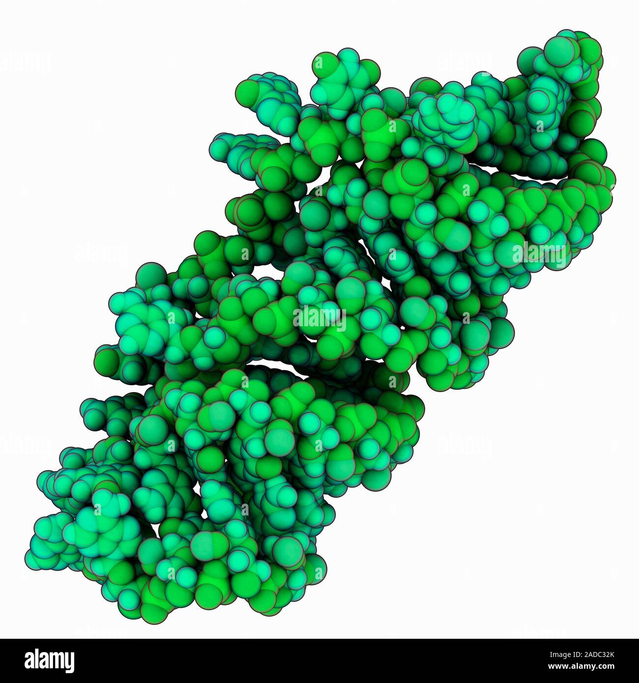 Retroviral MLV RNA (ribonucleic acid). Computer model showing the ...