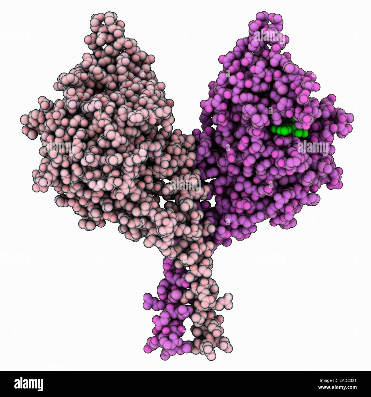Kinesin motor protein NCD (Non-Claret Disjunctional). Computer model ...