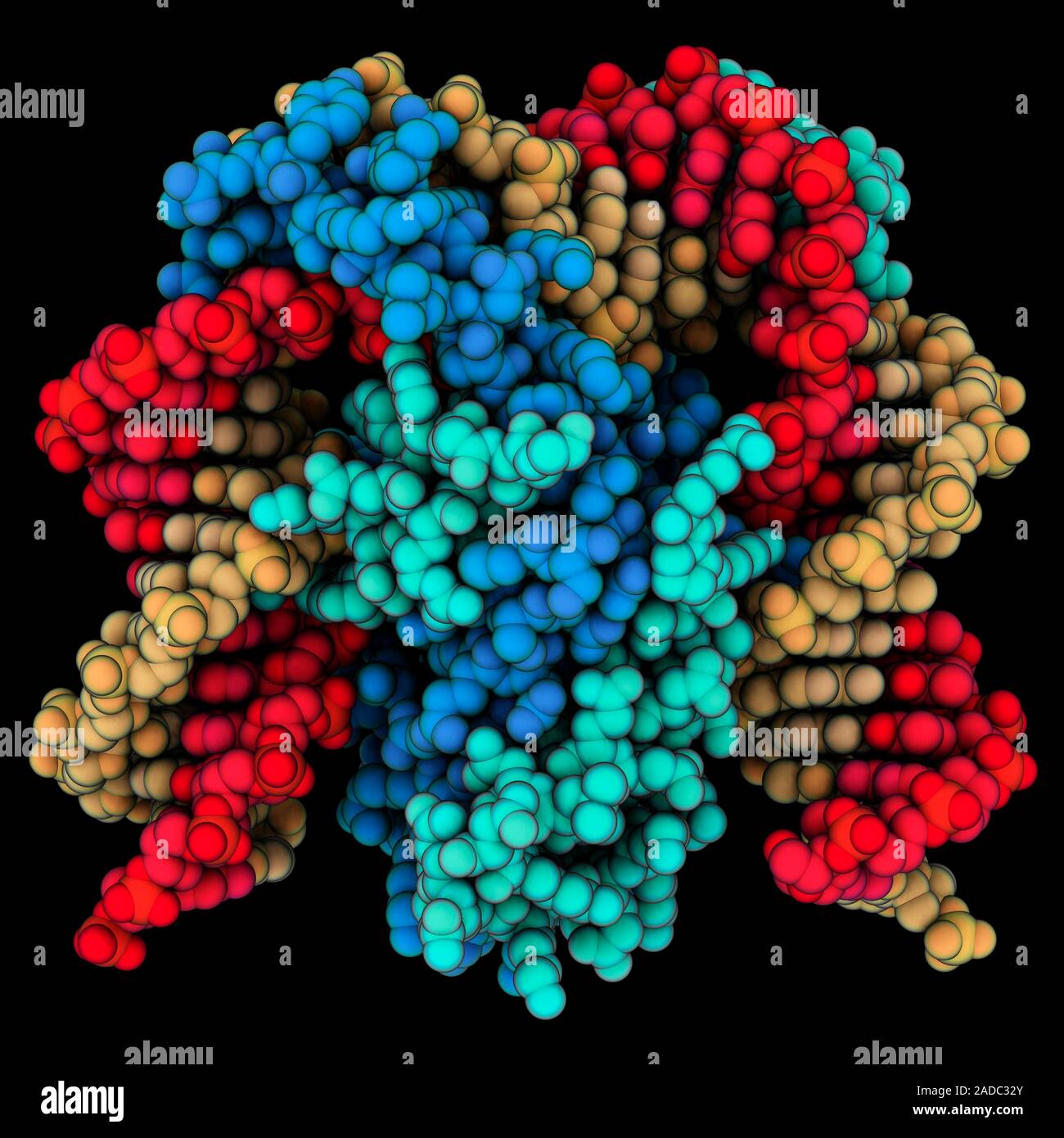 DNA-bending protein Hbb complexed with DNA (deoxyribonucleic acid ...