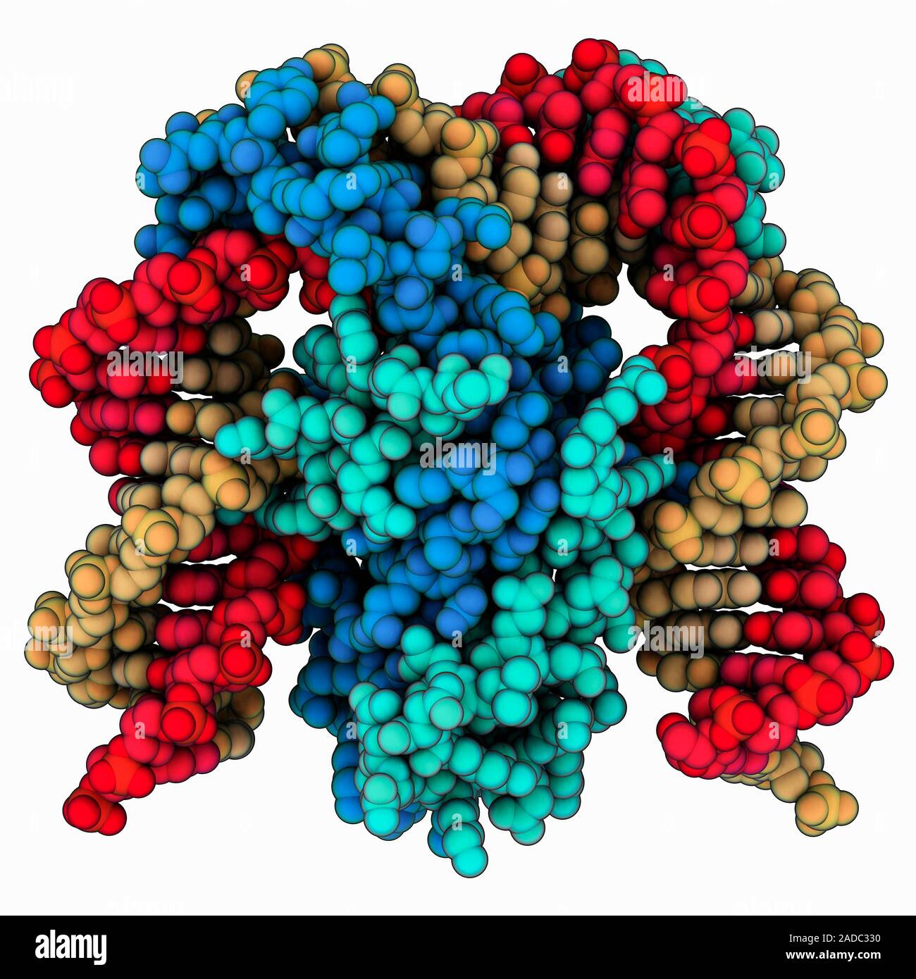 DNA-bending protein Hbb complexed with DNA (deoxyribonucleic acid ...