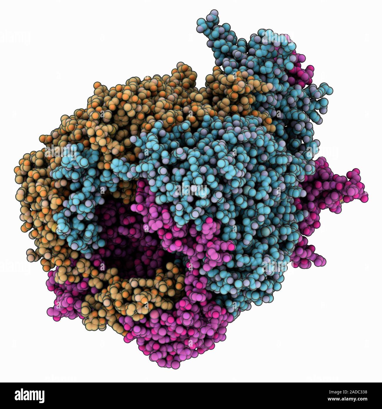 Chimpanzee Adenovirus Coat Protein Hexon Computer Model Showing The Trimeric Structure Of The