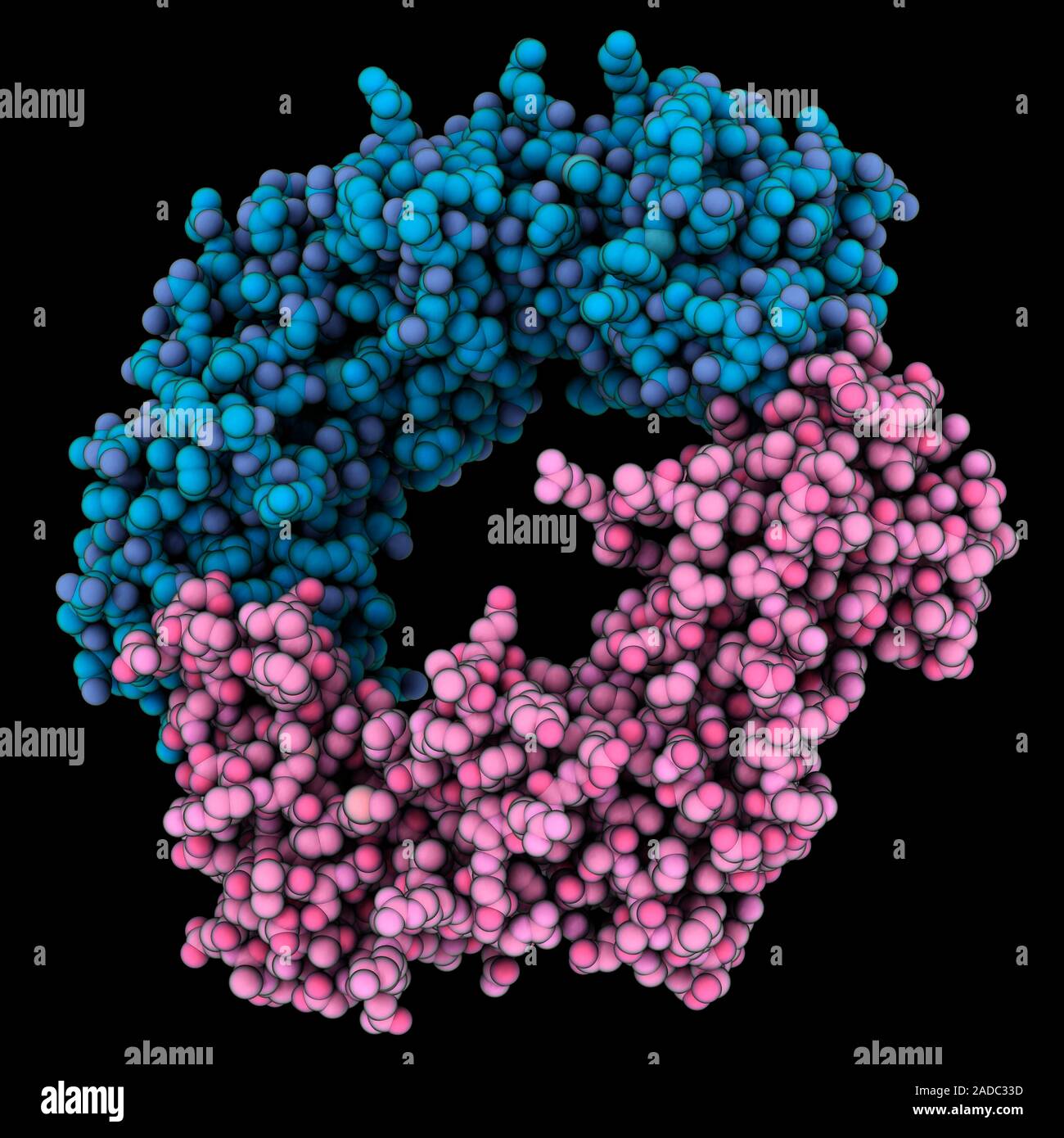Sliding DNA (deoxyribonucleic acid) clamp. Computer model showing the ...