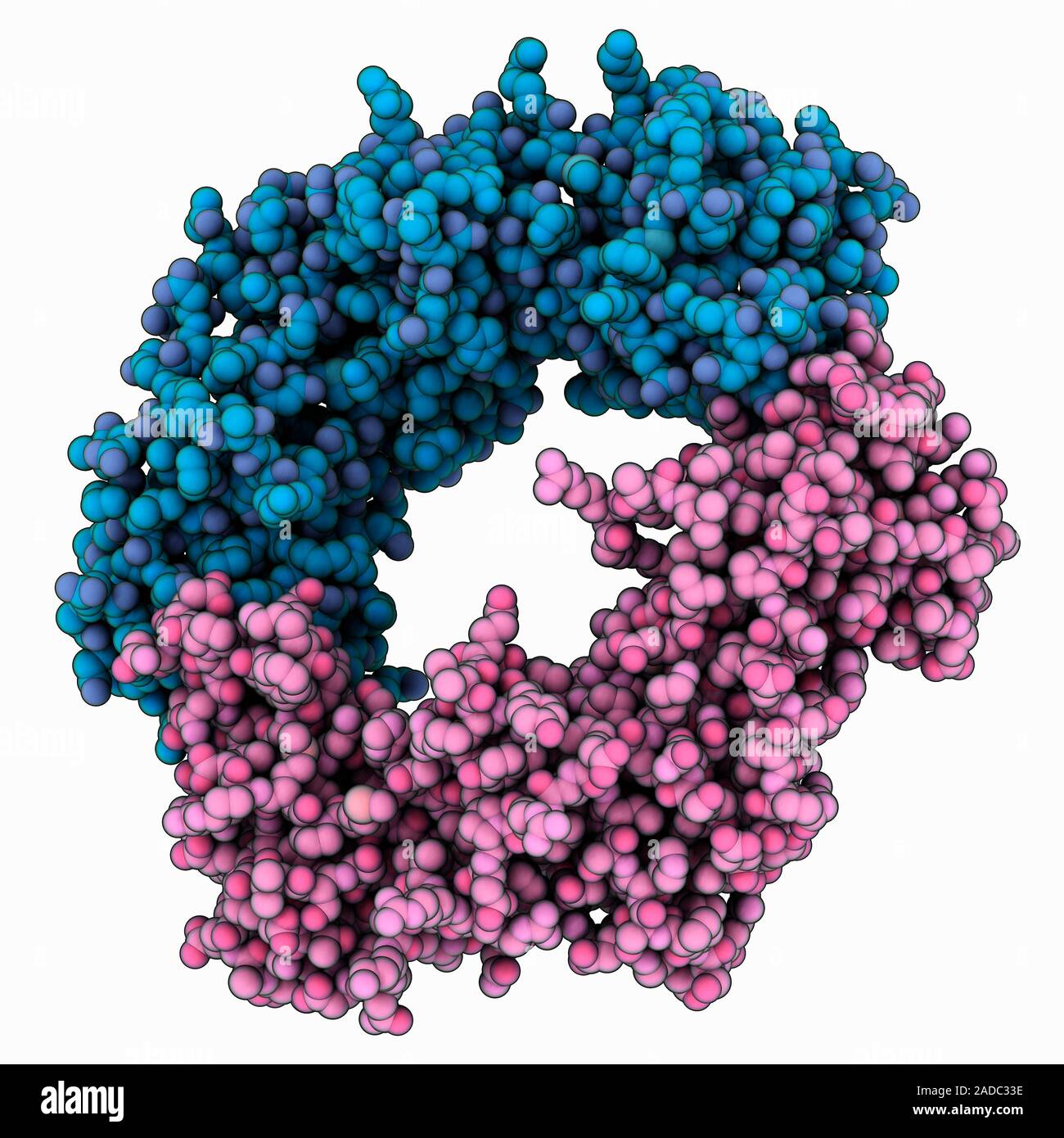 Sliding DNA (deoxyribonucleic acid) clamp. Computer model showing the ...