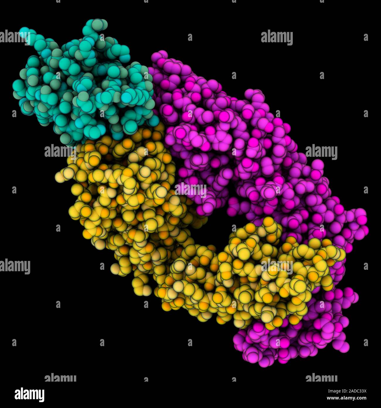 Major grass pollen allergen Phl P 2 complexed with human antibody fab ...