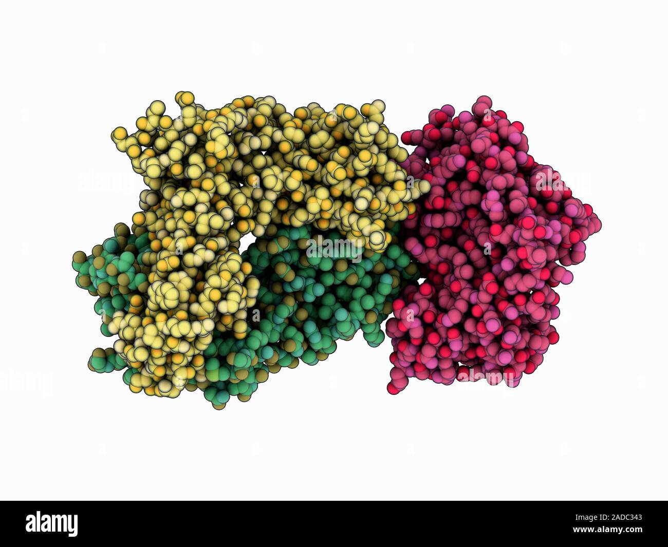 Human T-cell receptor complexed with staphylococcal enterotoxin ...