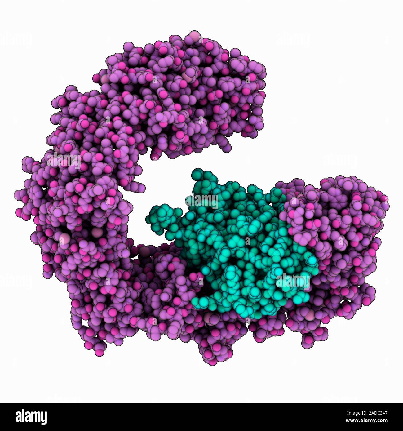 Human importin 13 complexed with Ubc9. Computer model showing the ...