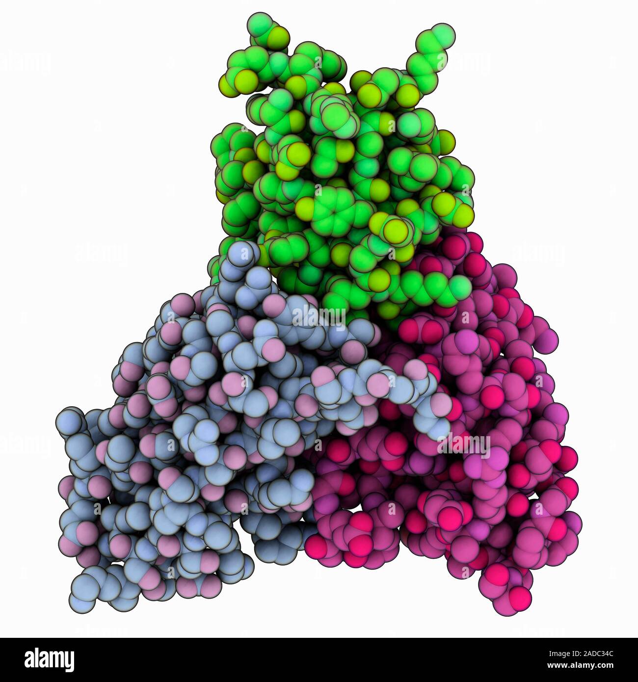 Scorpion toxin CN2 complexed with human antibody fragment. Computer ...